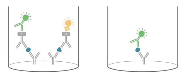 Step-by-step guide to FluoroSpot | Mabtech