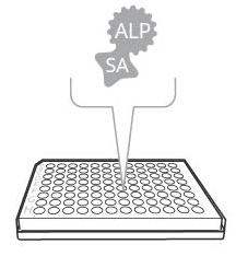 Step-by-step guide to ELISpot | Mabtech