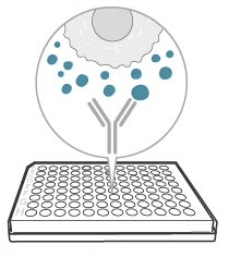Step-by-step guide to ELISpot | Mabtech
