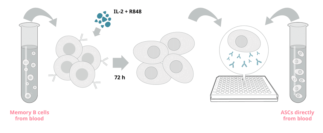 B cell profiling with ELISpot and FluoroSpot | Mabtech