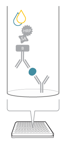 Step-by-step guide to ELISA | Mabtech