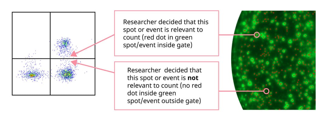 Step-by-step guide to FluoroSpot | Mabtech