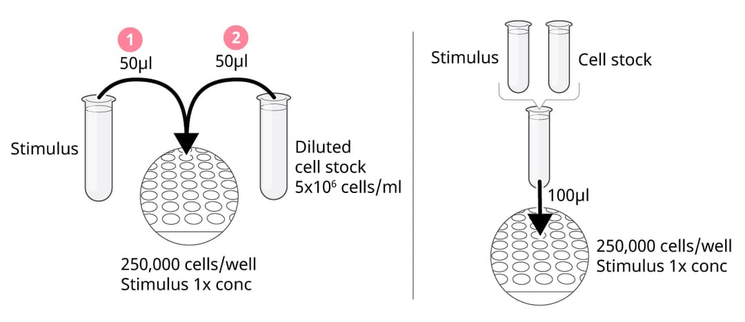 Step-by-step guide to FluoroSpot | Mabtech
