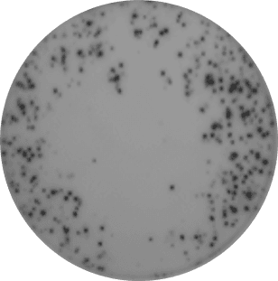 7 common ELISpot errors and how to avoid them | Mabtech