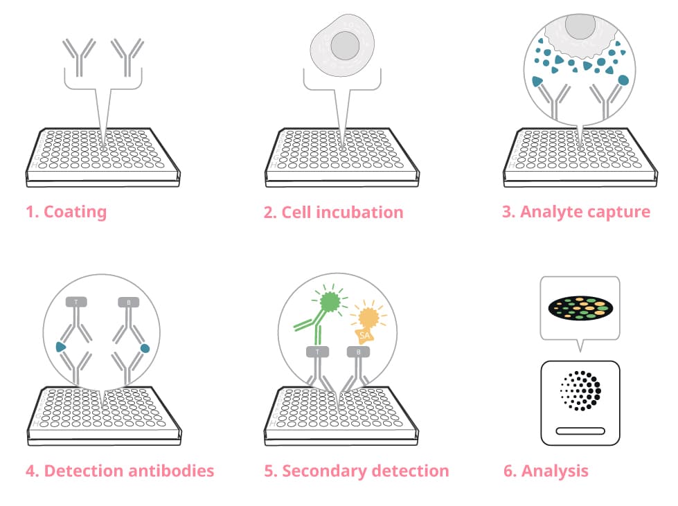 Step-by-step guide to FluoroSpot | Mabtech