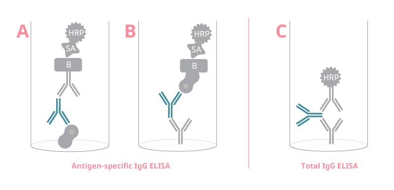 How to detect immunoglobulins with ELISA | Mabtech