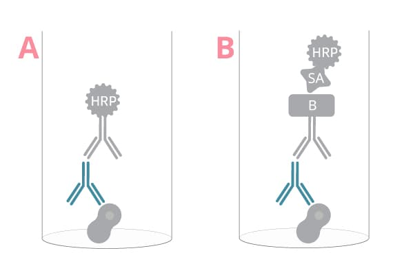 How to detect immunoglobulins with ELISA | Mabtech