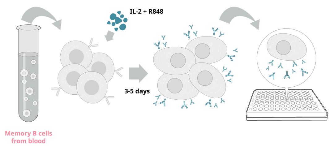 Step-by-step Memory B cell stimulation | Mabtech
