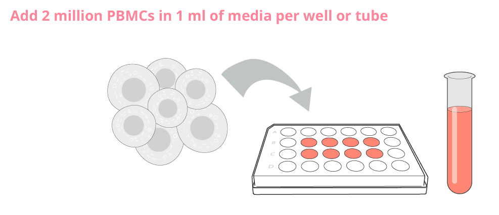 Step-by-step Memory B cell stimulation | Mabtech