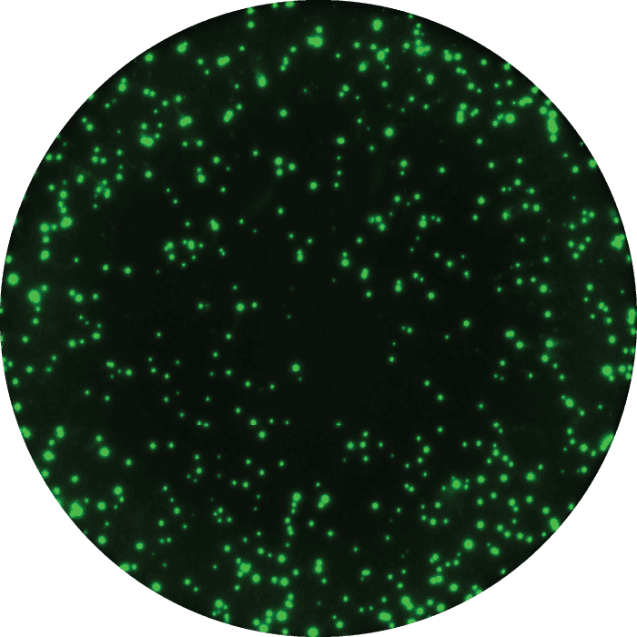 Mouse IgM/IgG/IgA FluoroSpot launched | Mabtech