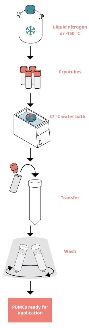 Isolation, freezing, and thawing of PBMCs | Mabtech