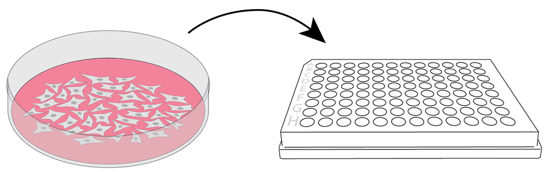 Using adherent cells in ELISpot and FluoroSpot | Mabtech