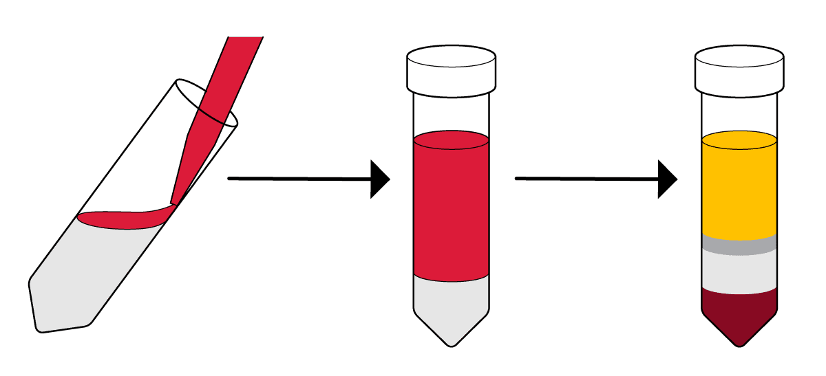 Isolation, freezing, and thawing of PBMCs | Mabtech