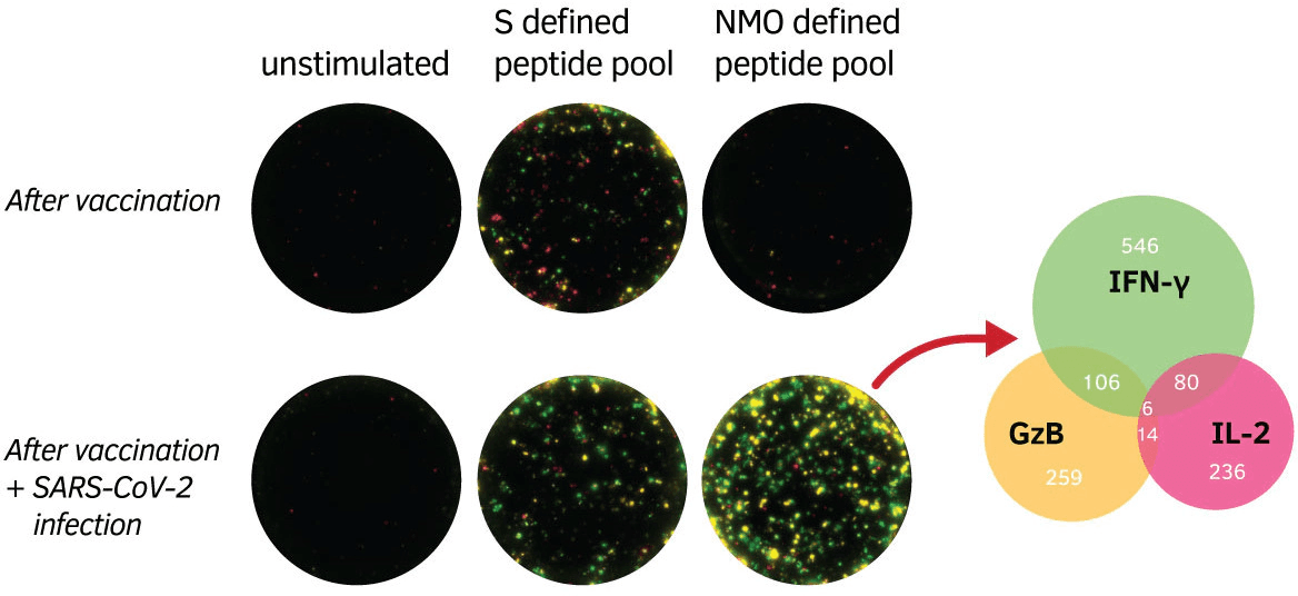 Assay outsourcing | Mabtech