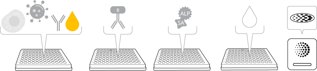 Our assays | Mabtech