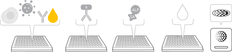 Our assays | Mabtech