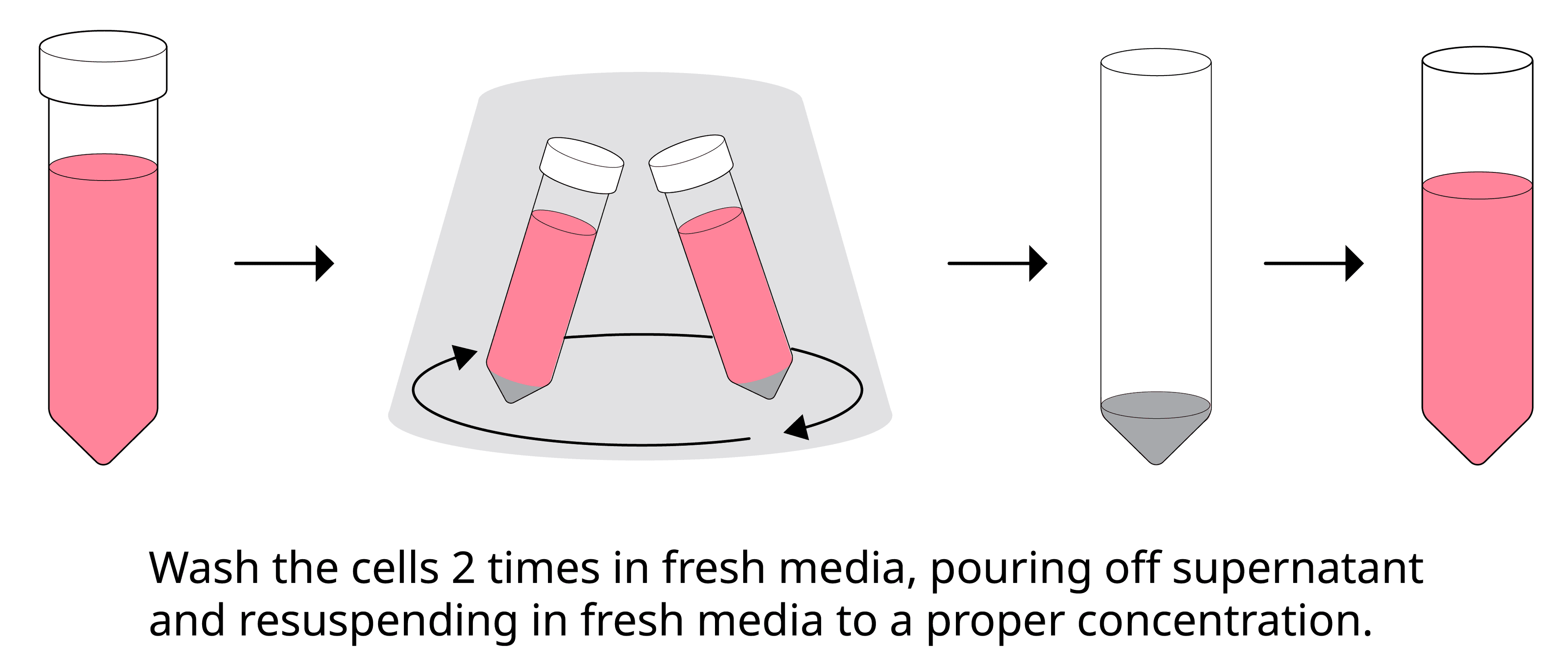 Why resting cells is essential for accurate ELISpot and FluoroSpot ...