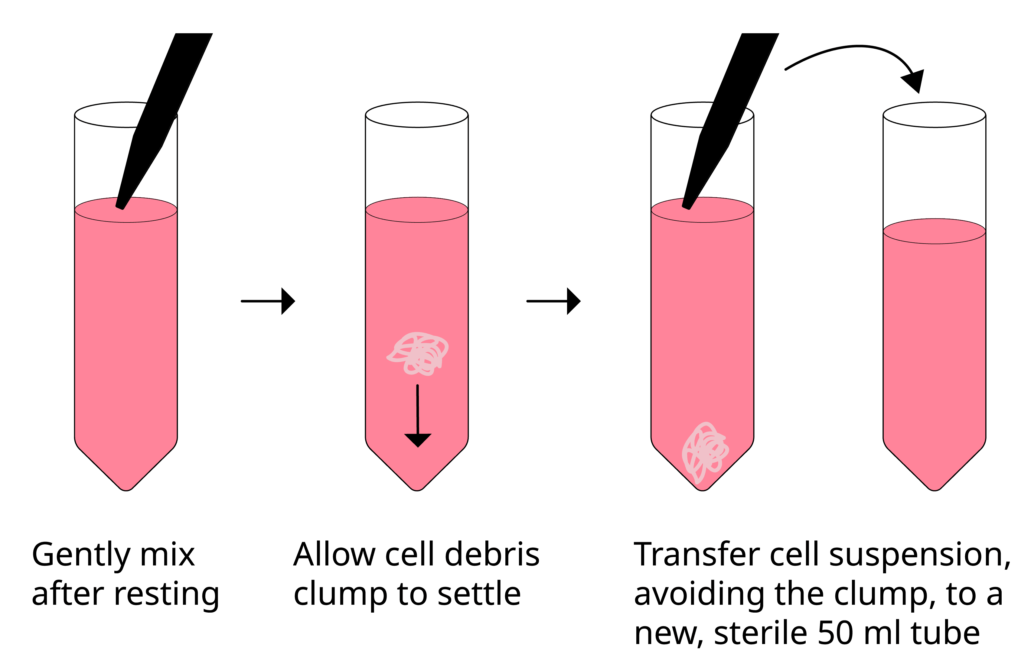 Why resting cells is essential for accurate ELISpot and FluoroSpot ...