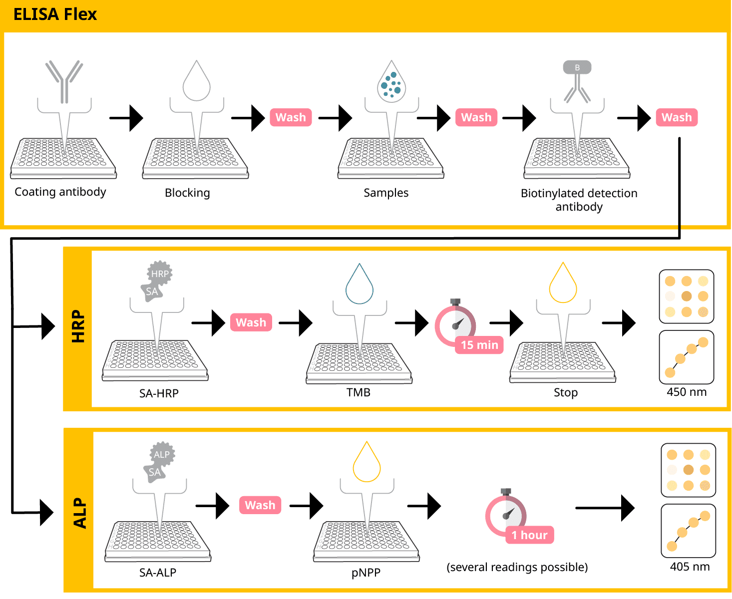 ELISA kit with HRP or ALP – what to choose? | Mabtech
