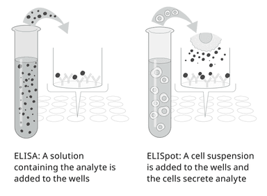 Mabtech ELISpot | Sensitive kits | Accurate readers