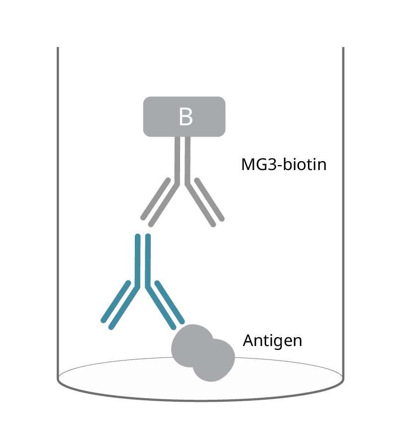 Mouse IgG3 mAb guide | Mabtech