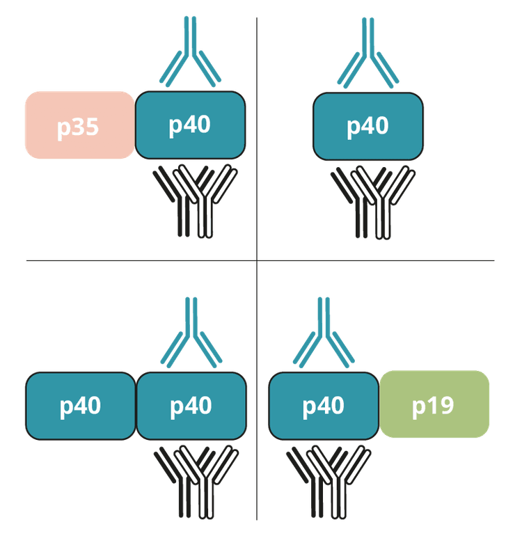 Human IL-12 family mAb guide | Mabtech