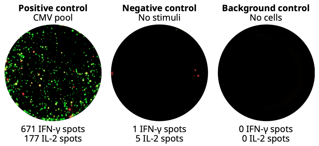 Background spots in negative controls of ELISpot and FluoroSpot | Mabtech