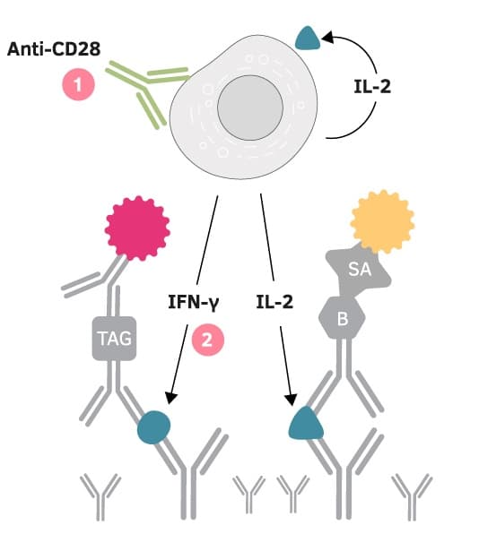 PepPool: CEF (CD8), human - Mabtech