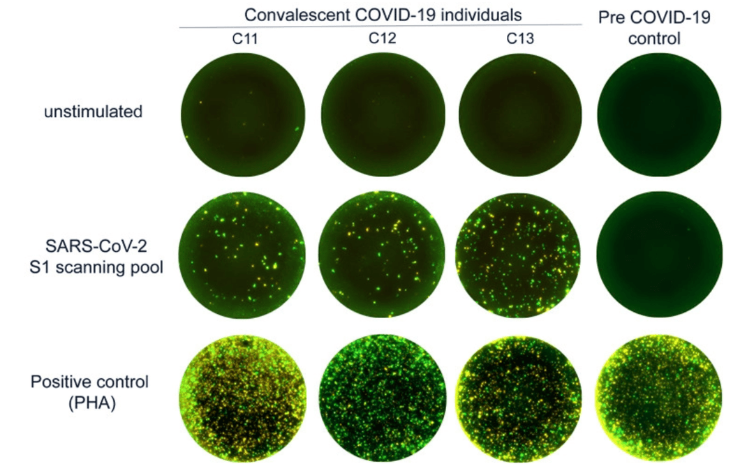 Immunoassays for vaccine research | Mabtech