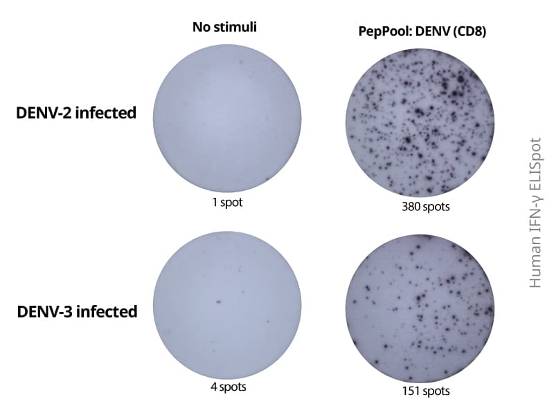 PepPool: DENV (CD8), human - Mabtech