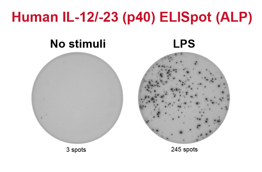 Human IL-12/-23 (p40) ELISpot BASIC (ALP) (3450-2A)